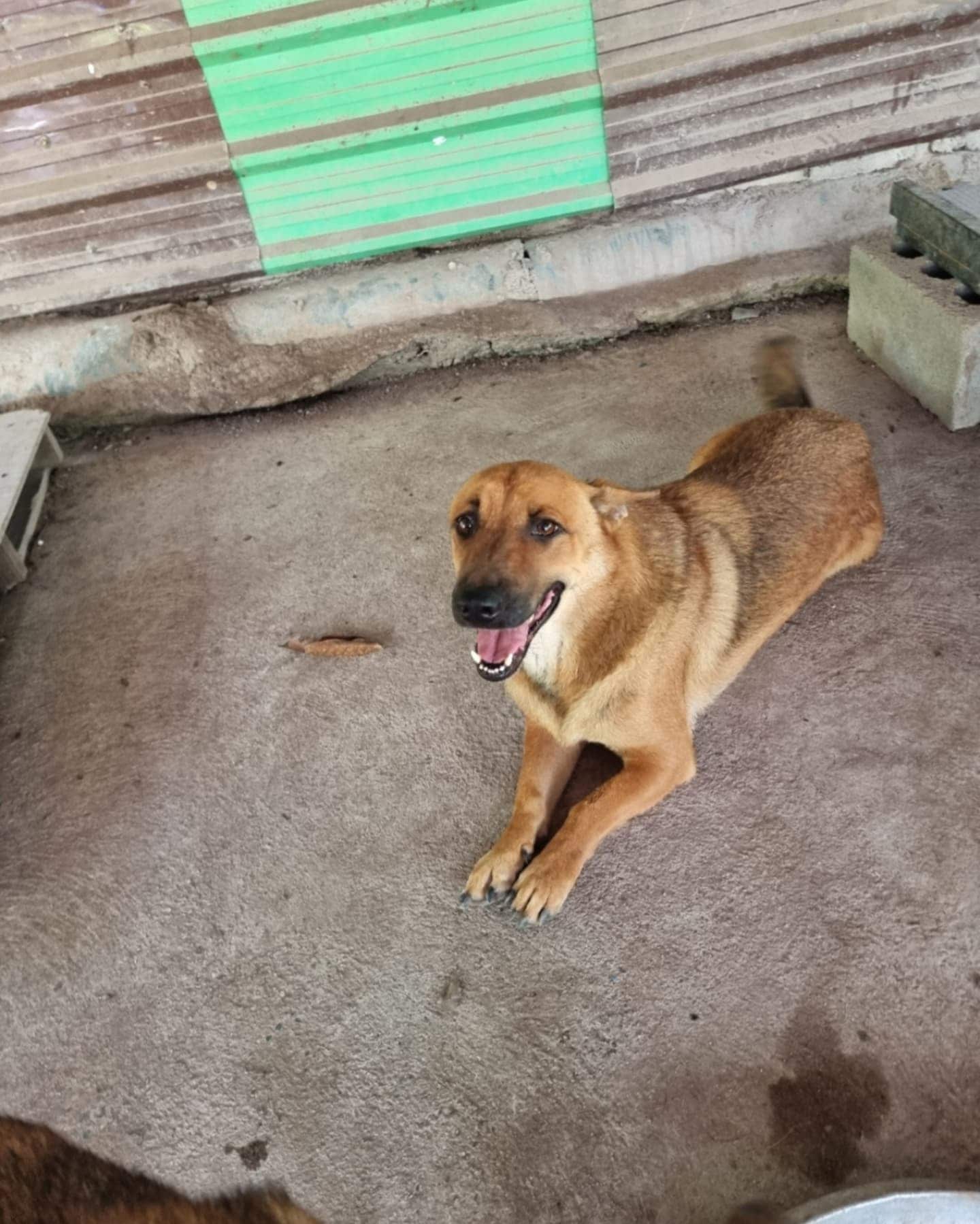 Pariah Dog - Pawwwsible