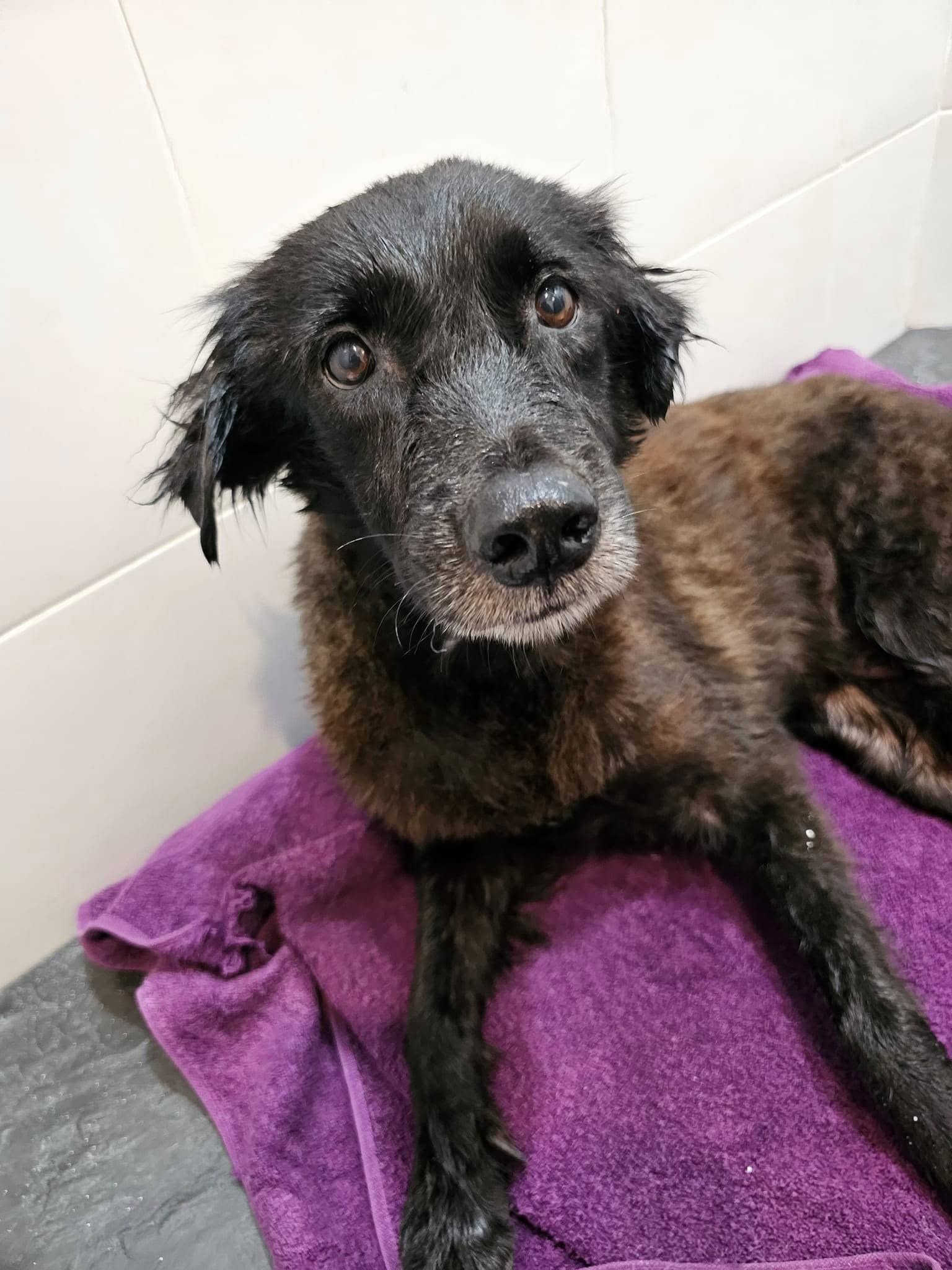 Pariah Dog - Pawwwsible