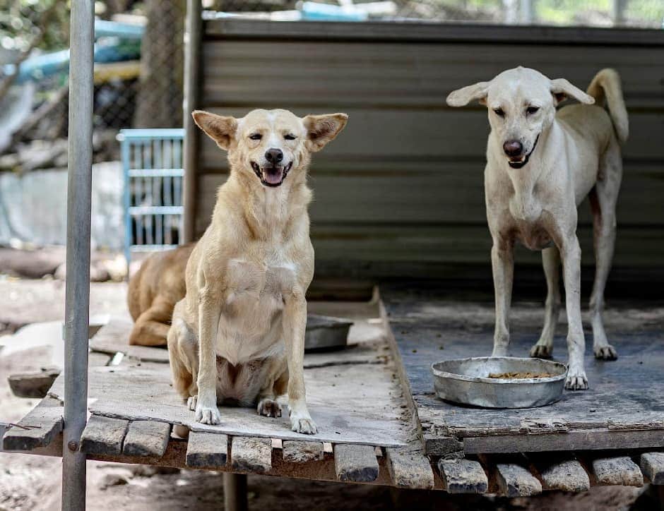 Pariah Dog - Pawwwsible