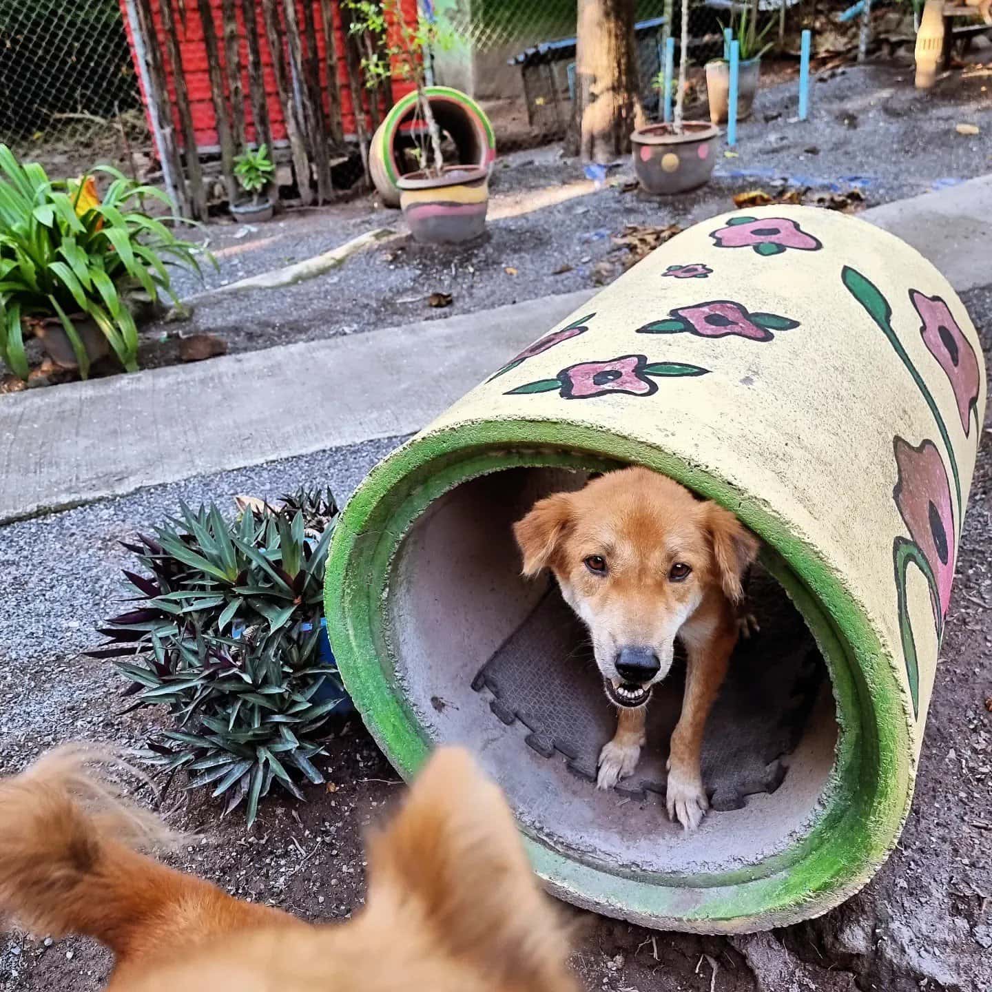 Pariah Dog - Pawwwsible