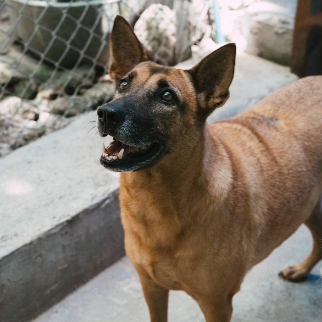 Pariah Dog - Pawwwsible