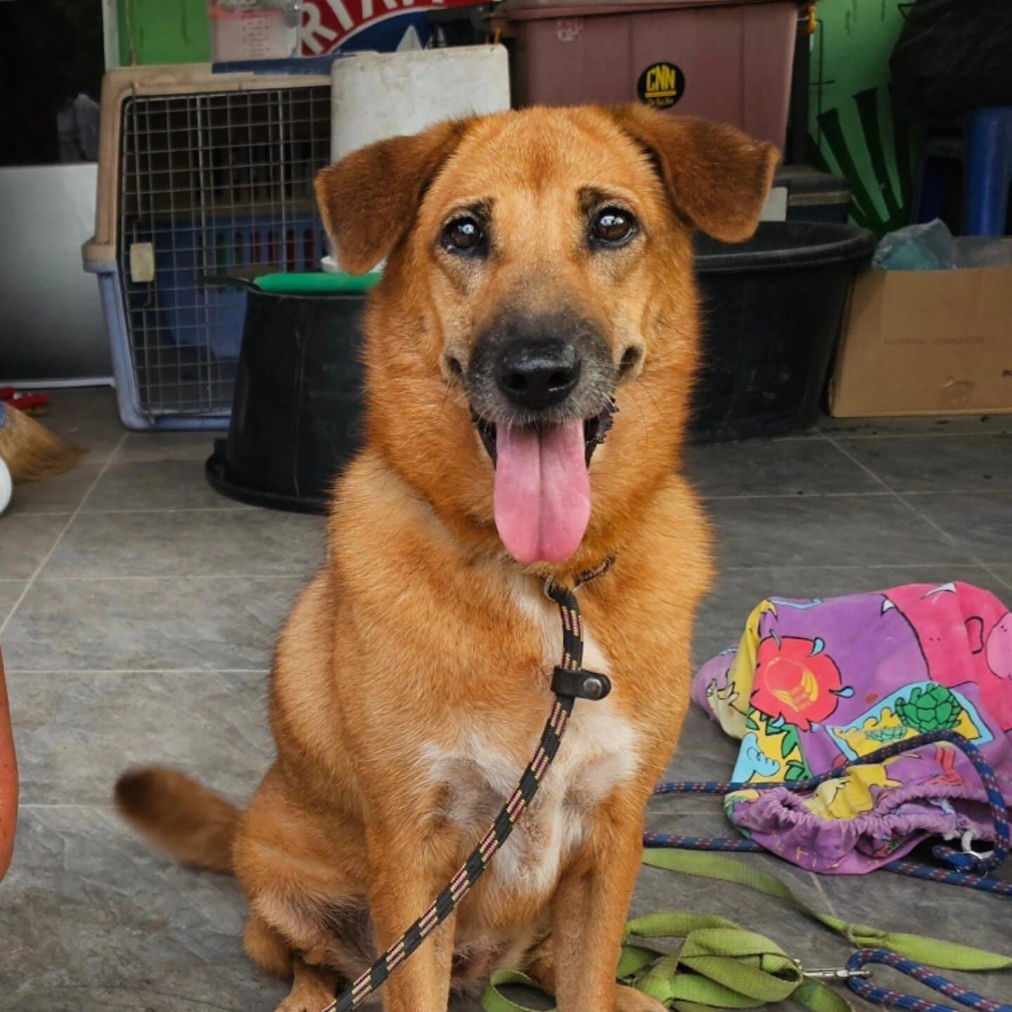 Pariah Dog - Pawwwsible