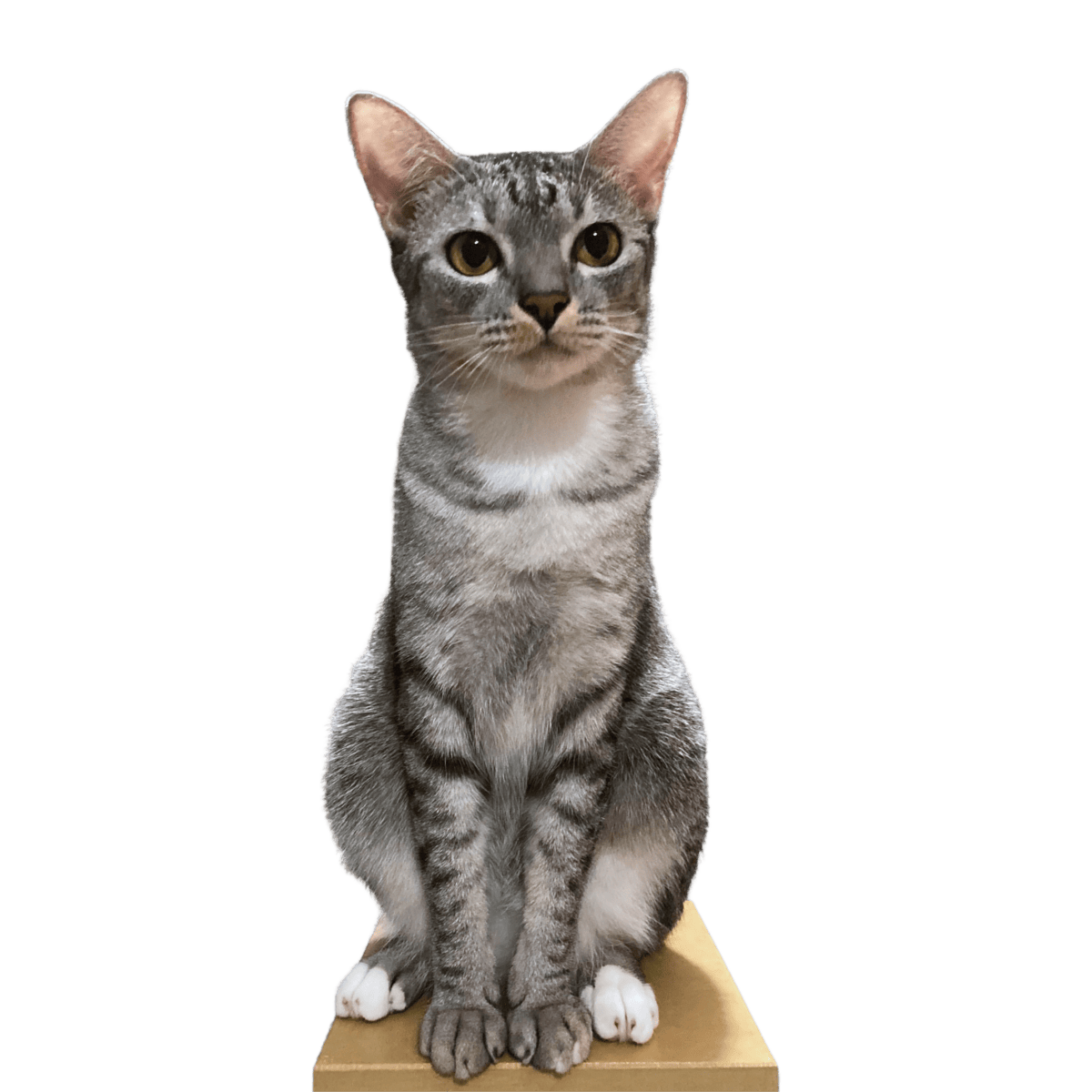 From Rescues to Connections: Supporting Animal Welfare - Pawwwsible